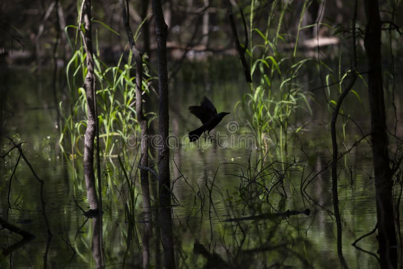 Flying Common Grackle Stock Photos - Free & Royalty-Free Stock Photos ...
