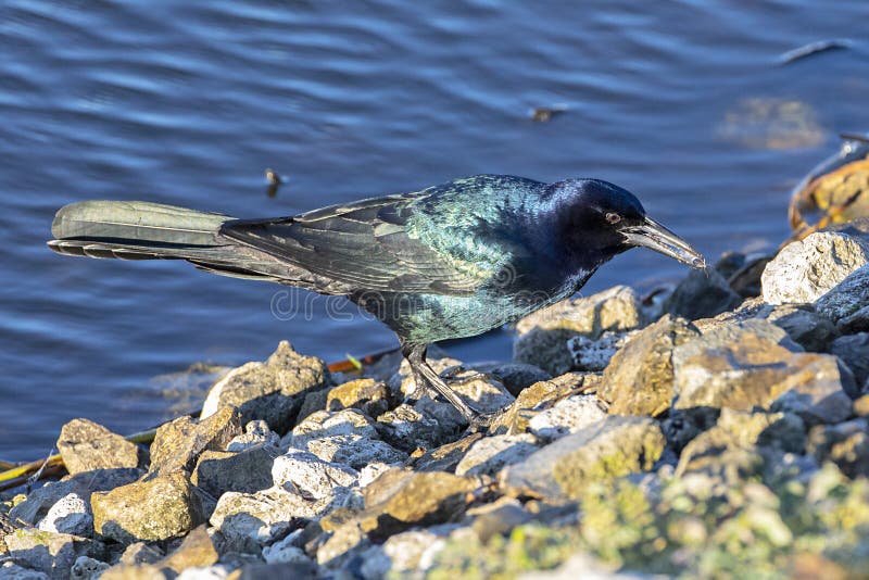 Common Grackle with Insect in Its Beak Stock Image - Image of insect ...