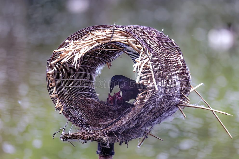 The Common Grackle (Quiscalus Quiscula) Stock Photo - Image of michigan ...
