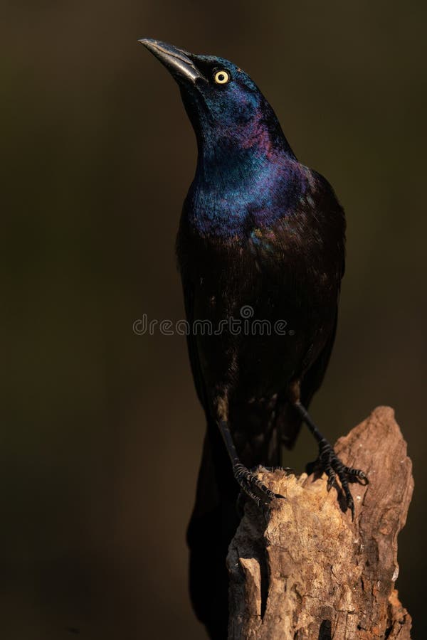 Common Grackle stock image. Image of composition, panting - 273059237
