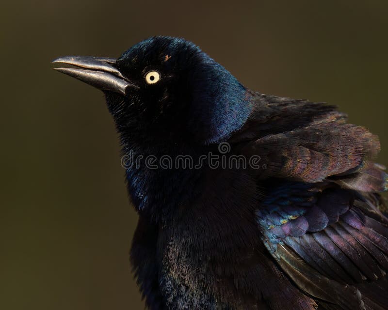 Common Grackle stock photo. Image of green, forsyth - 273806302
