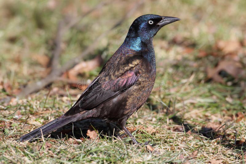 Common Grackle in Snow stock photo. Image of animal, quiscula - 4354836