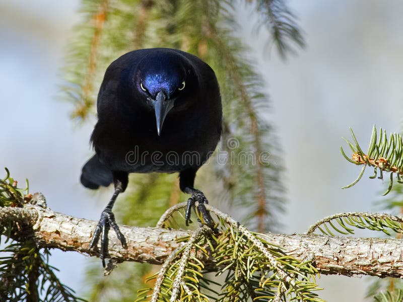 354 Menacing Bird Photos - Free & Royalty-Free Stock Photos from Dreamstime