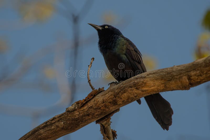 A Common Grackle on a Tree Branch Close Up Stock Image - Image of ...