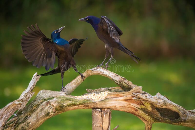 Common Grackles Fighting for Food in Autumn Stock Photo - Image of ...