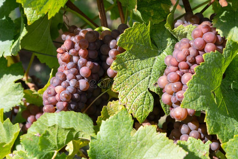 Common Grape Vine, Vitis Vinifera Stock Image - Image of vineyard ...