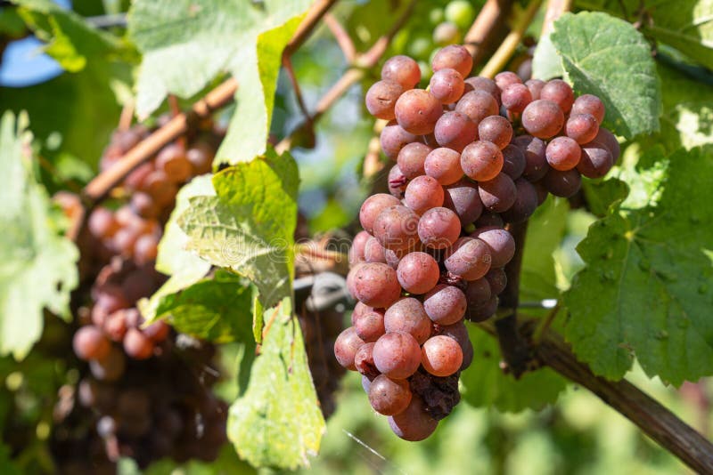 Common Grape Vine, Vitis Vinifera Stock Image - Image of environment ...