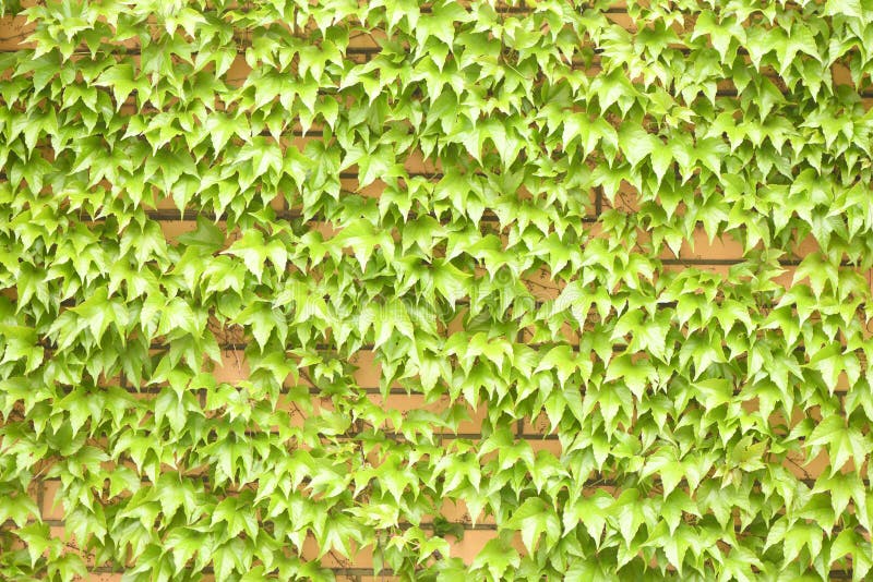 Common grape vine stock image. Image of bush, creeper - 184961693
