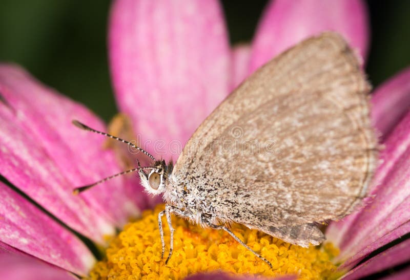 Common Grass Blue Butterfly Stock Image - Image of garden, wildlife ...