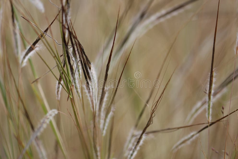 Common grass stock photo. Image of grass, common, wallpaper - 135776604