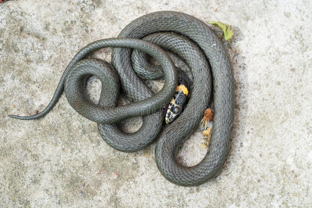 Common Grass Snake (Natrix Natrix).the Snake Plays Dead Stock Photo ...