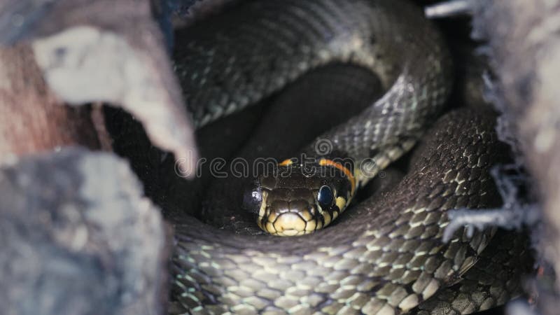 Common Grass Snakes, Natrix Natrix, Basking on a Spring Day Stock ...