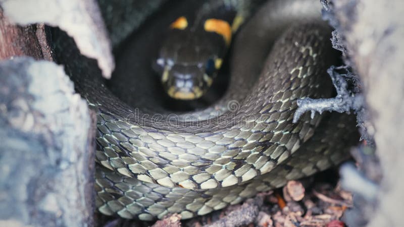 Common Grass Snakes, Natrix Natrix, Basking on a Spring Day Stock Video ...