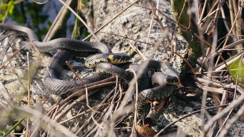 Common Grass Snakes, Natrix Natrix, Basking on a Spring Day Stock Video ...
