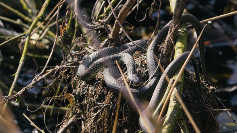 Common Grass Snakes, Natrix Natrix, Basking on a Spring Day Stock Video ...