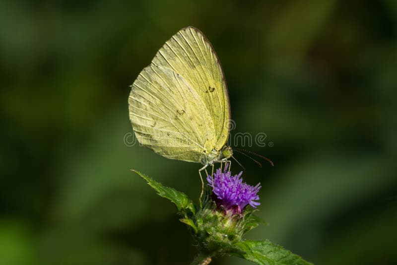 Common Grass Yellow Butterfly Stock Image - Image of pieridae ...