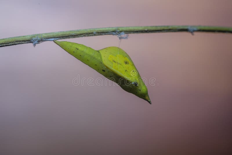 Pupa Stage in the Life Cycle of a Butterfly, Spotted Rustic is ...
