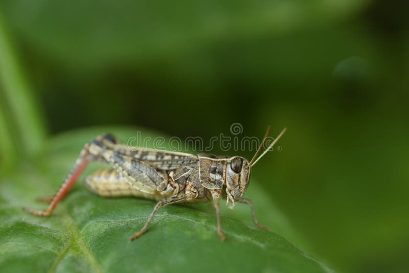 Common Grasshopper on Green Leaf Outdoors. Wild Insect Stock Photo ...