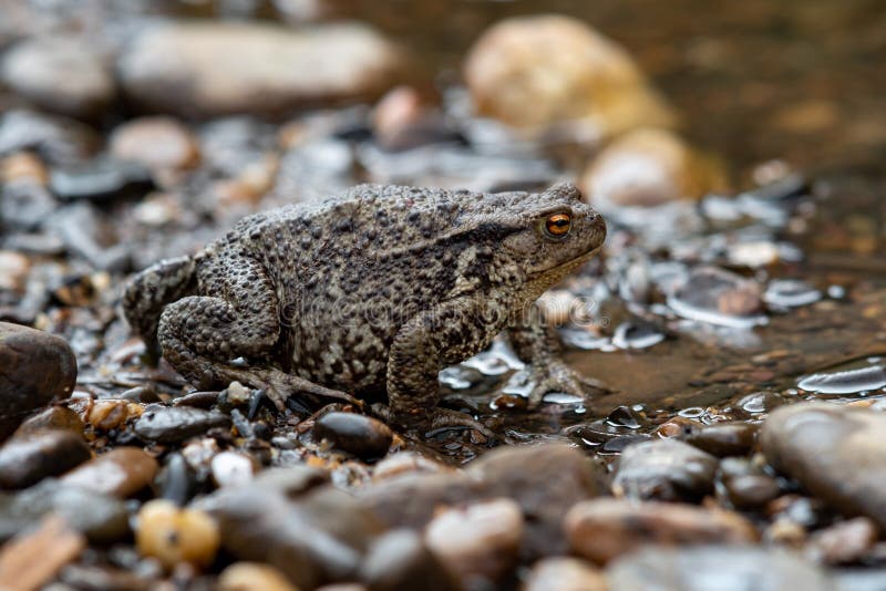 Common Gray Toad on the Water Close-up Stock Photo - Image of ...