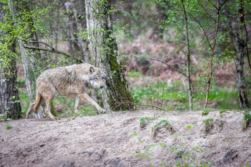 A Common Gray Wolf Walking through the Forest Stock Photo - Image of ...