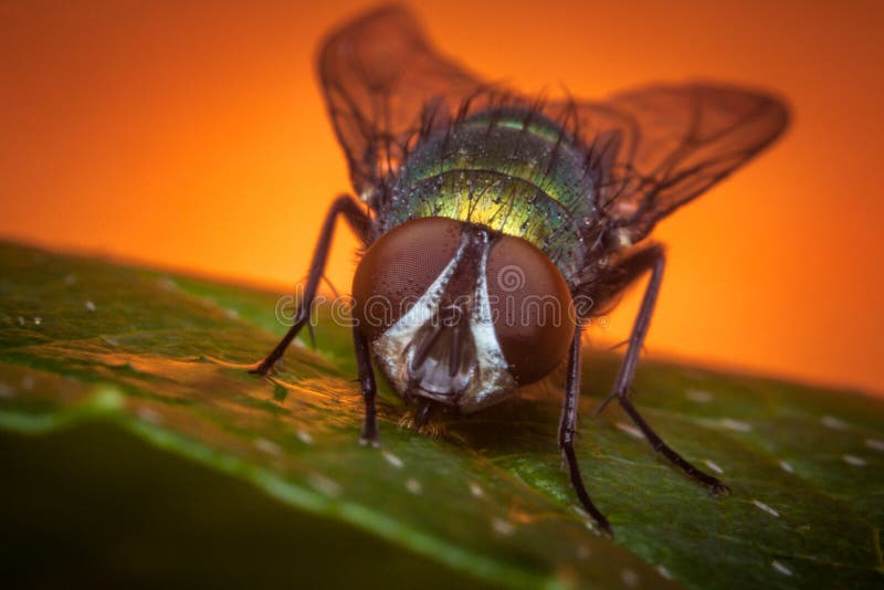 Common Green Bottle Fly stock image. Image of leaf, closeup - 76514637
