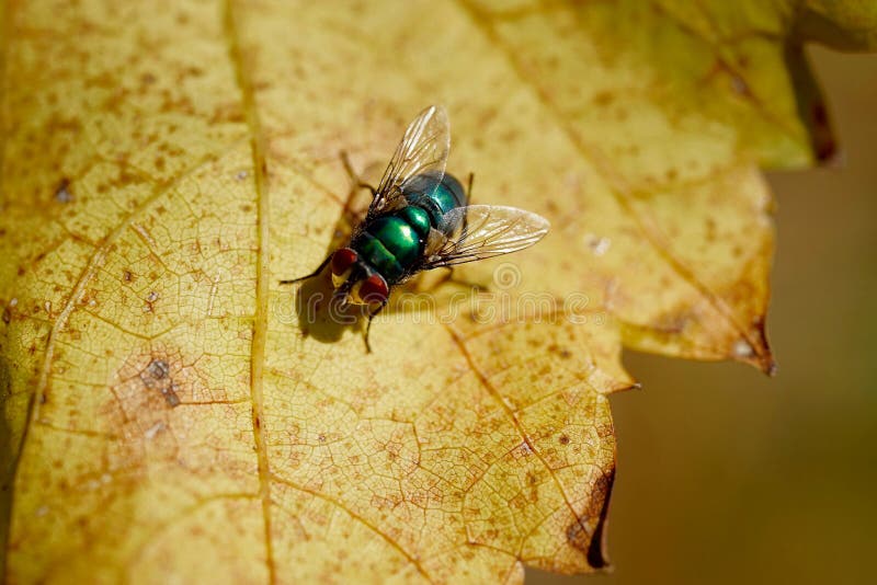 Common Green Bottle Fly on a Leaf Stock Photo - Image of nature, autumn ...