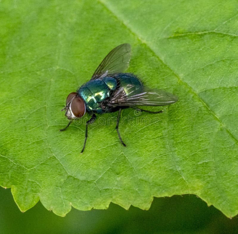 Common green bottle fly stock photo. Image of metallic - 191791012