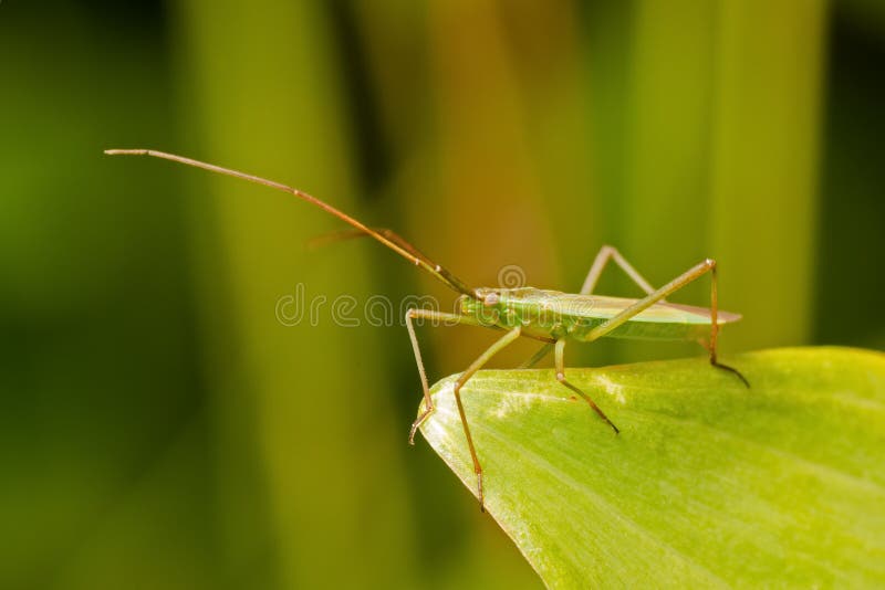 Common Green Capsid stock photo. Image of details, nature - 15789854