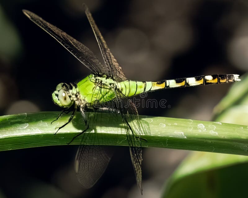 Common Green Darner Dragonfly (Anax Junius) Perched on a Leaf Stock ... Common Green Darner Dragonfly (Anax Junius) Perched on a Leaf Stock ...