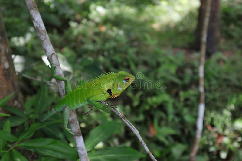 A Common Green Forest Lizard with Curious Face is Looking at Something ...