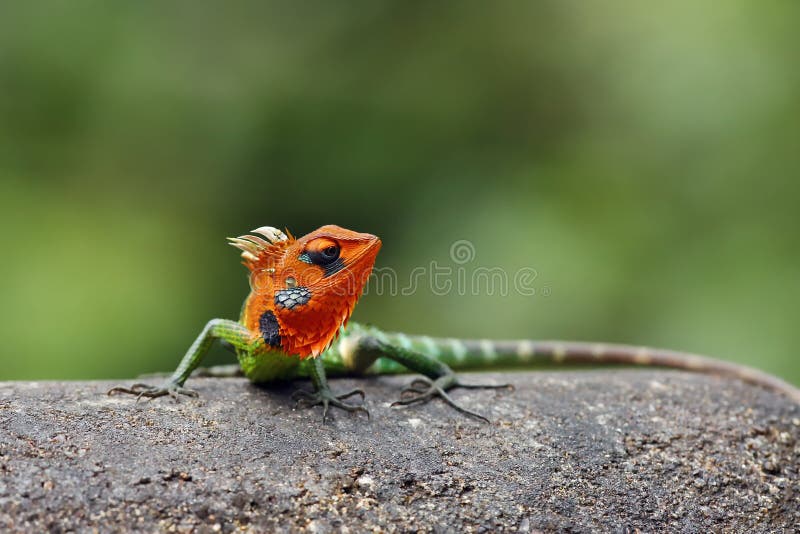 The Common Green Forest Lizard Calotes Calotes Sitting on the Stone. a ...