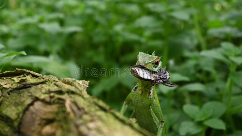 A Common Green Forest Lizard Eating a Dead Beetle from Head Side Stock ...