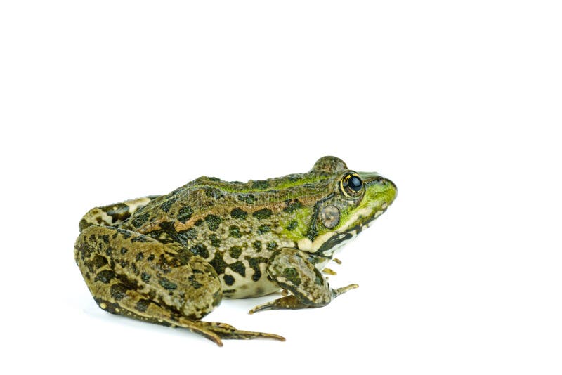 Common Green Frog Isolated on White . View from Above Stock Photo ...