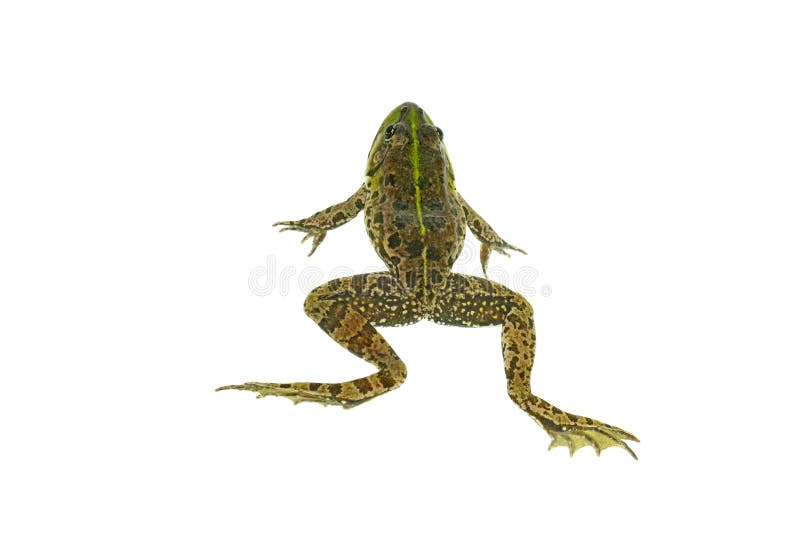 Common Green Frog Isolated on White . View from Above Stock Photo ...