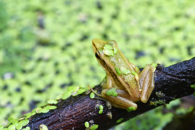 Common green frog stock image. Image of water, sitting - 273301349
