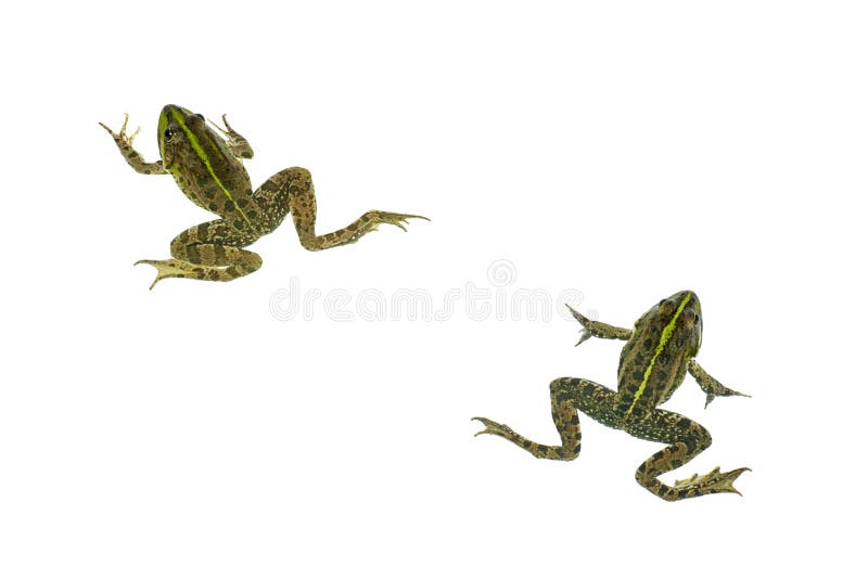 Common Green Frog Isolated on White Background. View from Above Stock ...