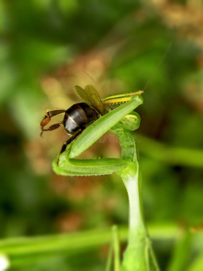 Common Green Prey Mantis 2 stock photo. Image of common - 37812542