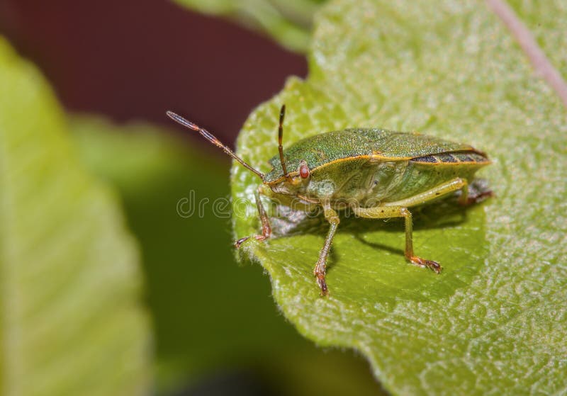 Common green shield bug stock photo. Image of england - 34917634