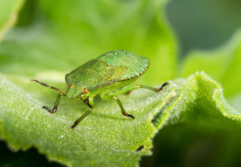 Common Green Shield Bug, Palomena Prasina. Stock Photo - Image of ...
