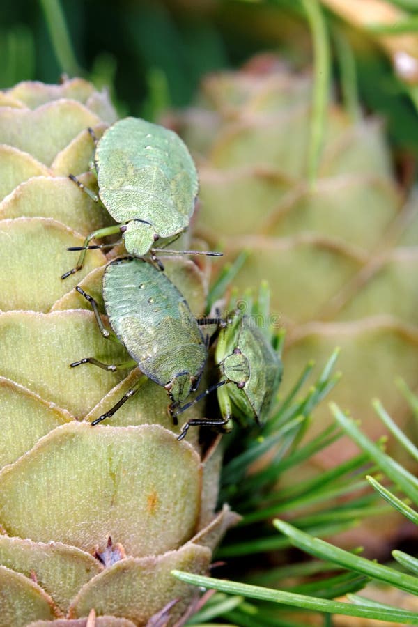 Common Green Shieldbug stock image. Image of forest, palomena - 26542089