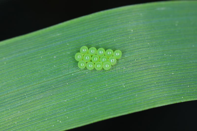 Common Green Shieldbug Eggs (Palomena Prasina). Stock Image - Image of ...