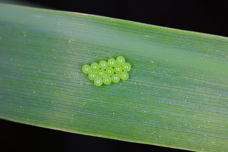 Common Green Shieldbug Eggs (Palomena Prasina). Stock Image - Image of ...