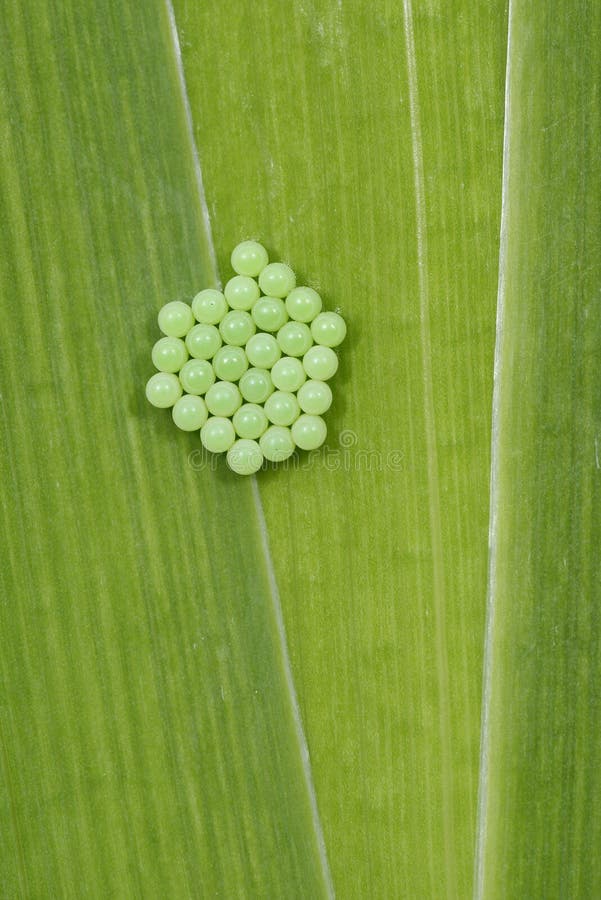 Common Green Shieldbug Eggs Stock Photo - Image of clutch, garden ...