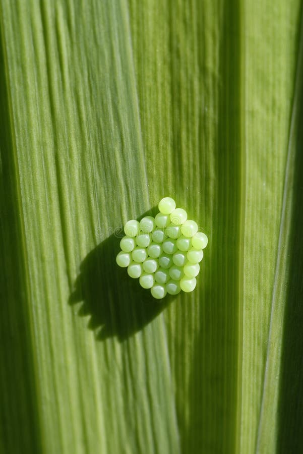 Common Green Shieldbug Eggs Stock Image - Image of leaf, nature: 181671035