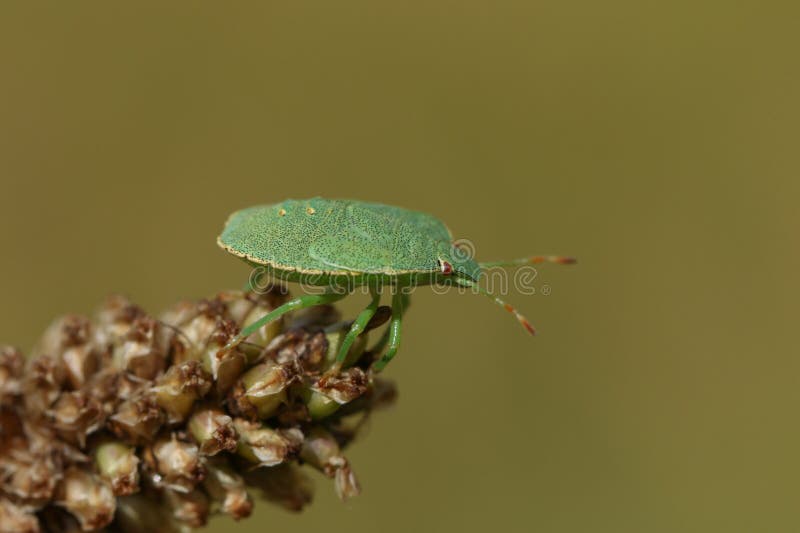 A Common Green Shieldbug Nymph, Palomena Prasina, on a Wild Plant ...