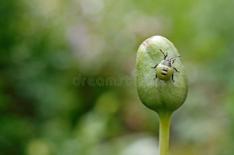 Common Green Shieldbug Nymph on a Seedcase of Siberian Iris Stock Photo ...