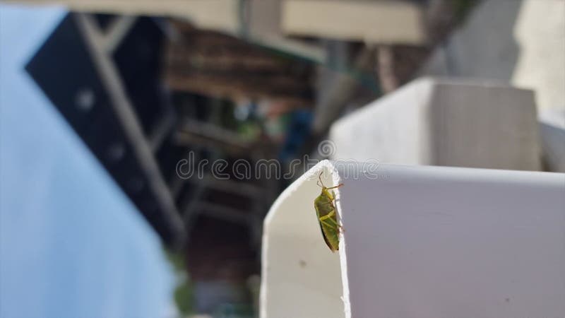 A Common Green Shieldbug on a Plastic Pipe, Palomena Prasina Stock ...