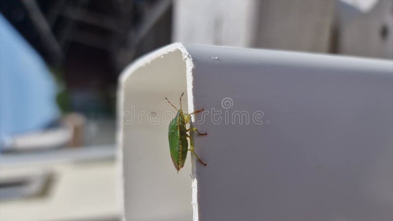 A Common Green Shieldbug on a Plastic Pipe, Palomena Prasina Stock ...