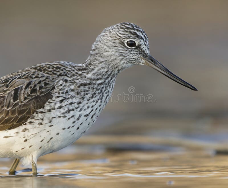 Common Greenshank (tringa Nebularia) Closeup Stock Image - Image of ...