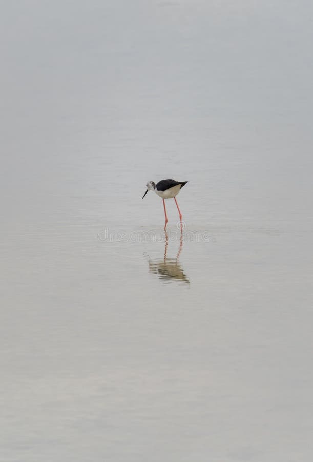 Common Greenshank - Tringa Nebularia Stock Image - Image of british ...